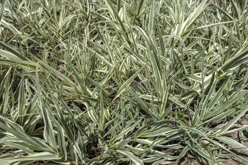 Variegated Leaves of a Giant Reed Stock Photo - Image of brides ...