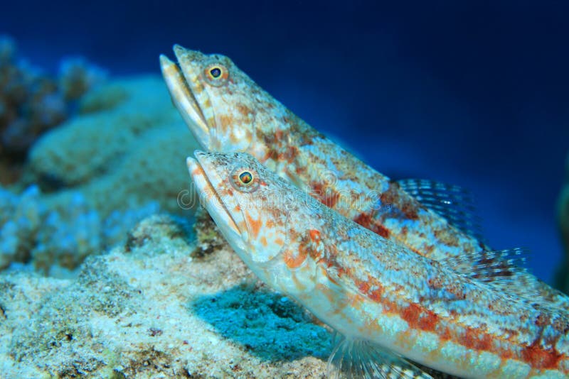 Variegated lizardfish stock photo. Image of fishes, reef - 80073958