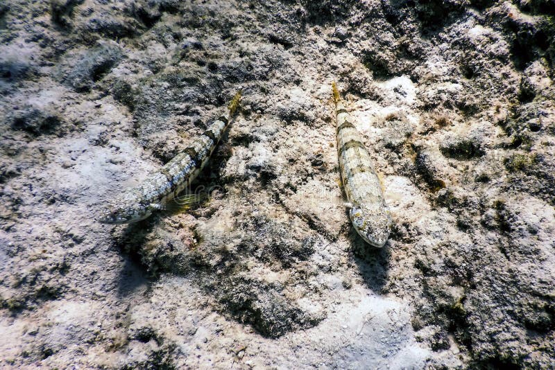 Variegated Lizardfish Synodus Variegatus Underwater Stock Photo - Image ...