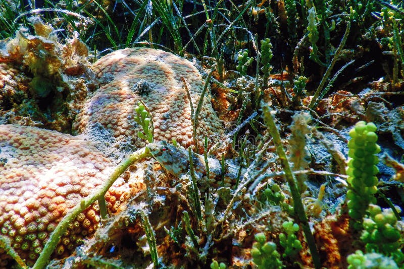 Variegated Lizardfish Synodus Variegatus Underwater Stock Image - Image ...