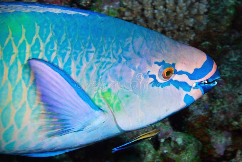 Variegated Makeup of Parrot Fish, Maldives Stock Image - Image of ...