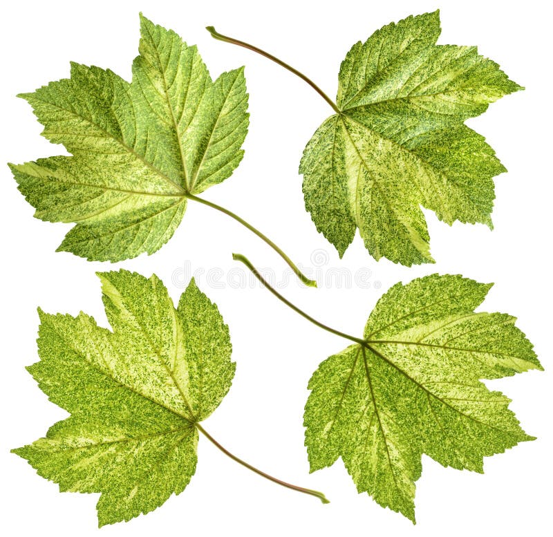 Variegated maple leaf stock image. Image of plant, flora - 96813841