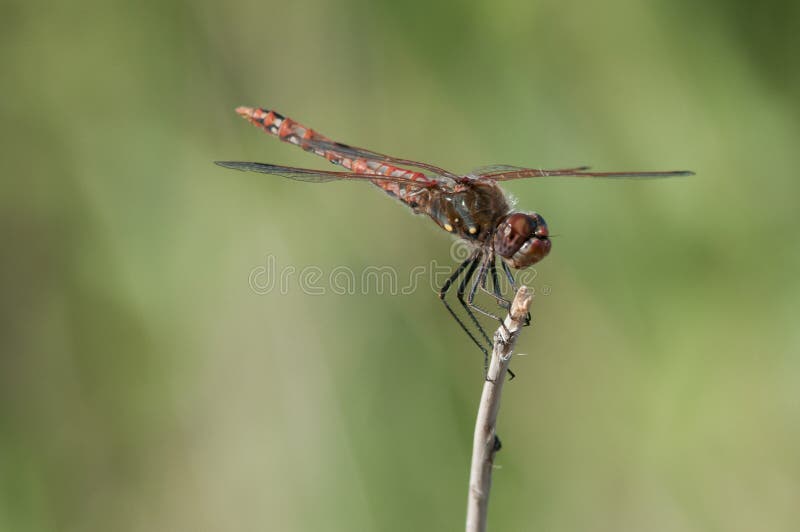 Variegated Meadowhawk stock photo. Image of spring, meadowhawk - 36828462