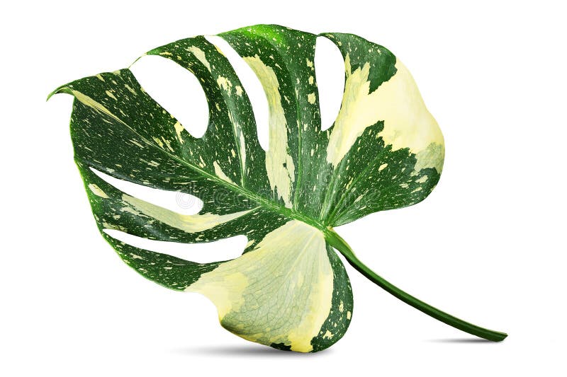 Variegated Monstera Leaf on White Background with Clipping Path Stock ...