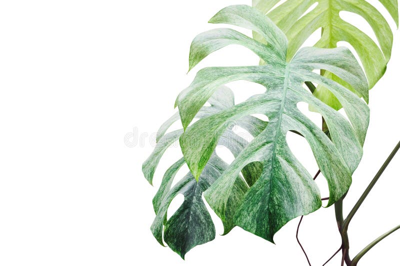 Variegated Monstera Plant Isolated on White Background with Clipping ...