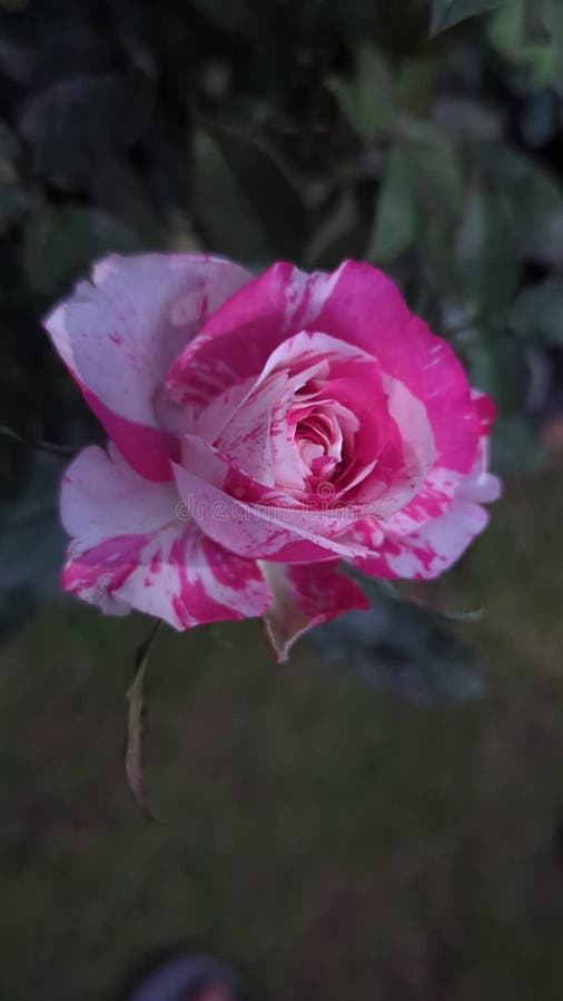 Variegated Pink and White Rose with Striking Pattern Stock Footage ...