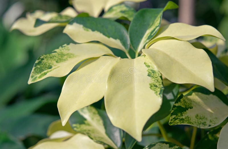 Variegated plants stock photo. Image of variegated, leaf - 91400114
