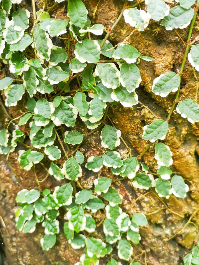Variegated Plants ivy stock image. Image of foliage - 142471675