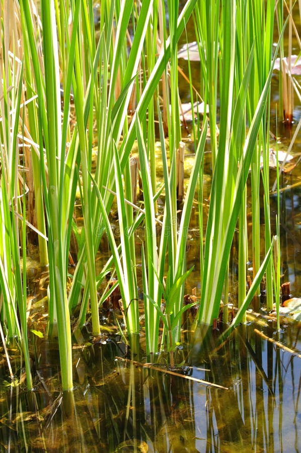 Cattails stock photo. Image of leaf, plant, leaves, wetland - 1674600