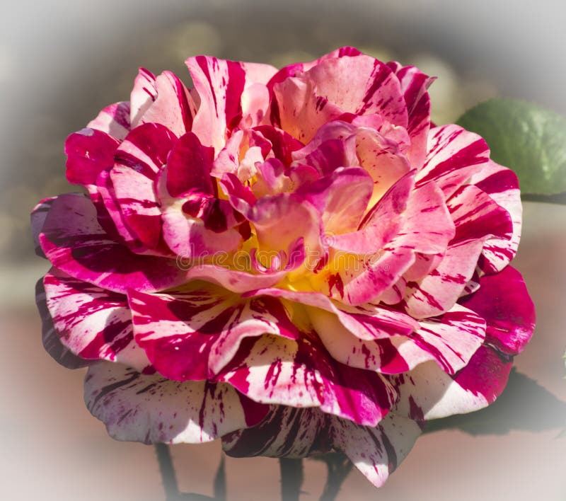 Variegated Rose stock photo. Image of gardening, pretty - 31906910