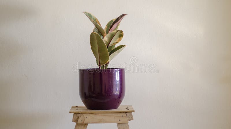 Variegated Rubber Tree in a Decorative Pot Stock Image - Image of ...