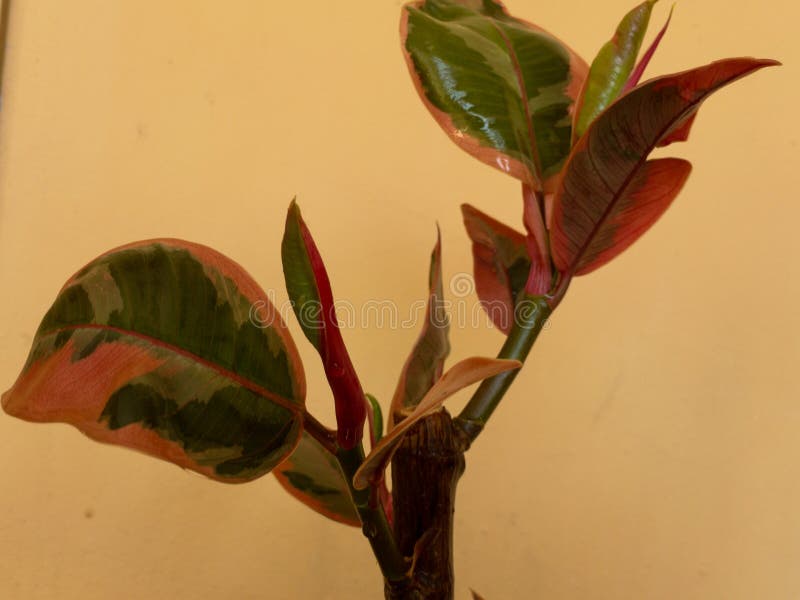 Variegated Rubber Tree New Shoots with Leaves and Branches Closeup ...
