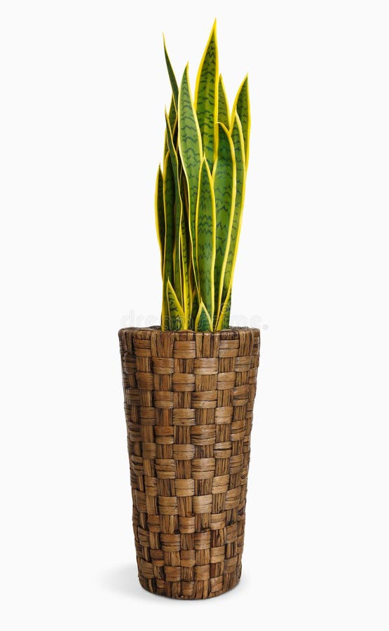 Variegated Snake Plant Isolated on White Background Stock Image - Image ...