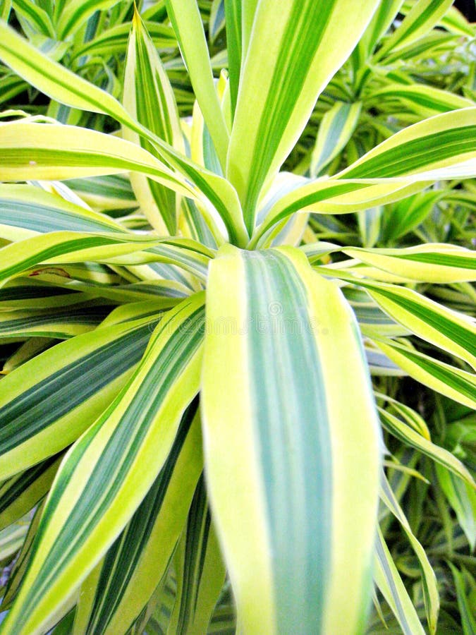 Variegated Snake Plant Isolated on White Background Stock Image - Image ...