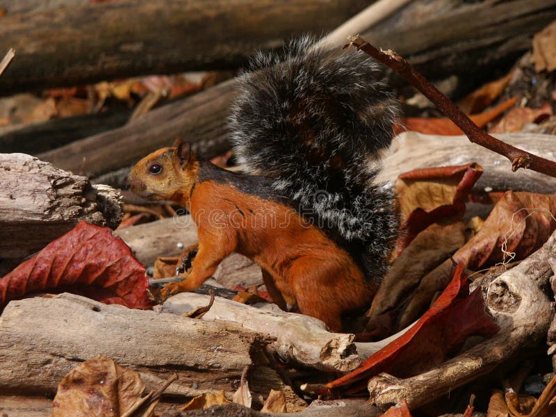 Cat playing with tile. stock photo. Image of play, pouncing - 2045676