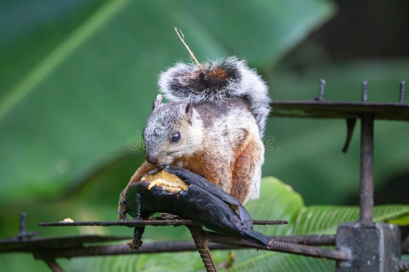 A Variegated Squirrel in Monteverde, Costa Rica Stock Photo - Image of ...