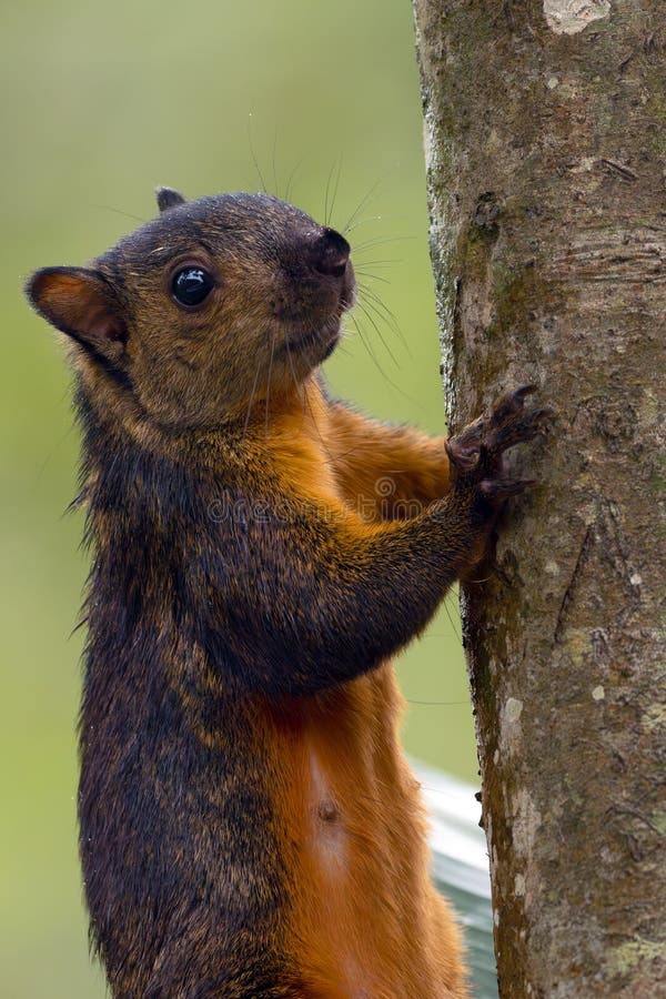 Variegated Squirrel (Sciurus Variegatoides), a Tree Squirrel from ...