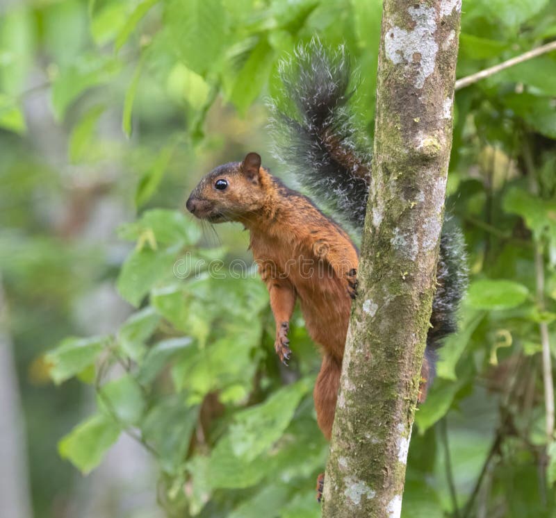 The Variegated Squirrel (Sciurus Variegatoides) Stock Photo - Image of ...