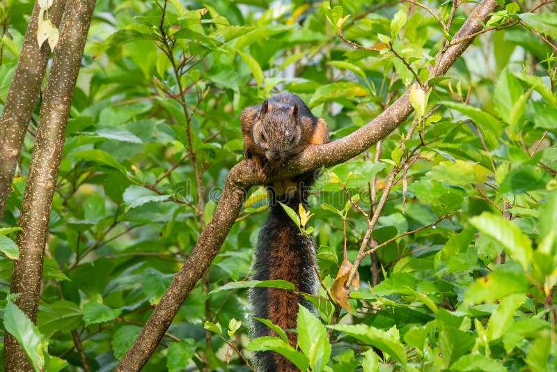 Variegated Squirrel stock photo. Image of color, environment - 375086770