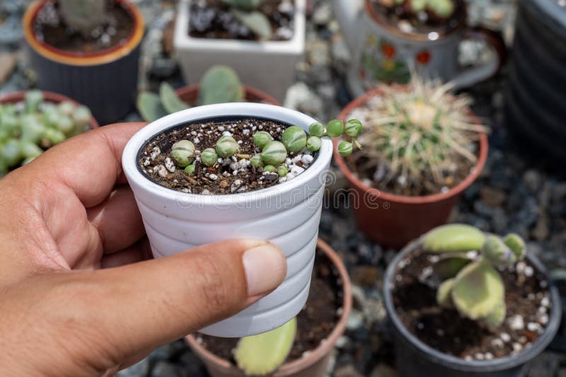 Variegated String of Peals Succulents Plant Holding in Hand Stock Photo ...