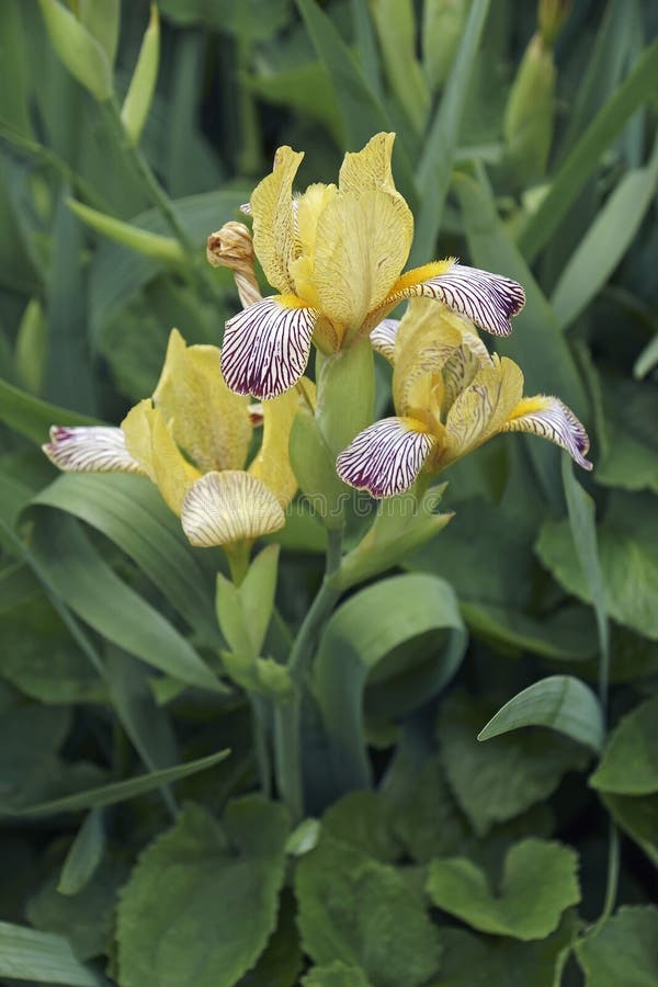 Variegated Sweet Iris Flowers Stock Photo - Image of close, ornamental ...