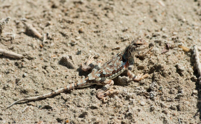 Variegated toadhead agama stock image. Image of nature - 21273377