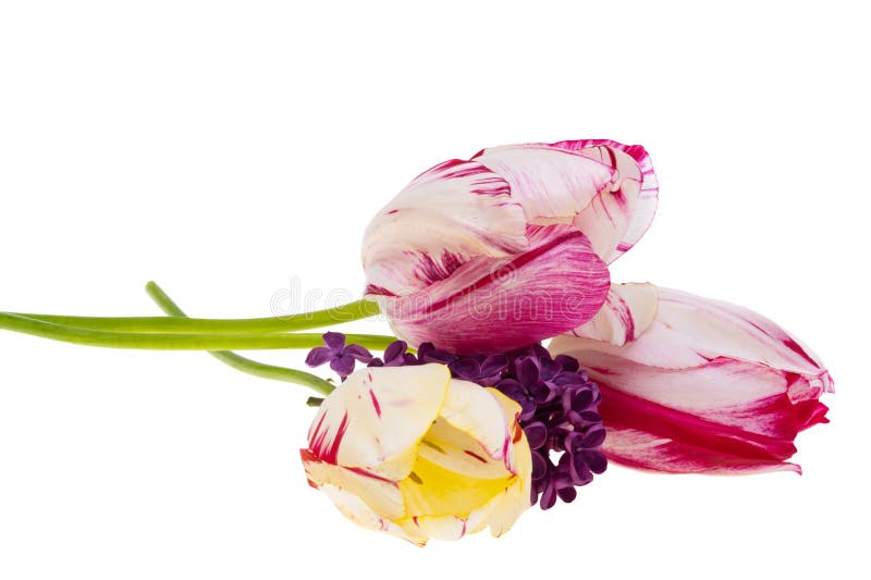Variegated tulips isolated stock image. Image of leaves - 278096647
