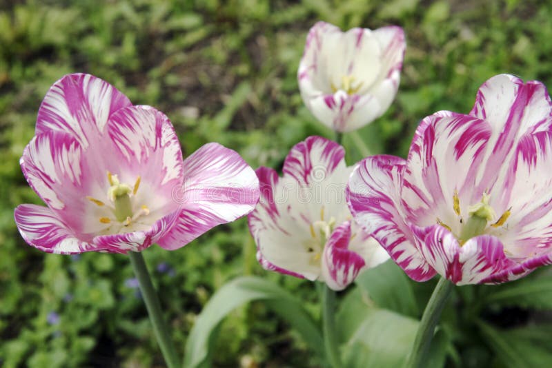 Variegated tulips stock photo. Image of botany, flower - 219595530