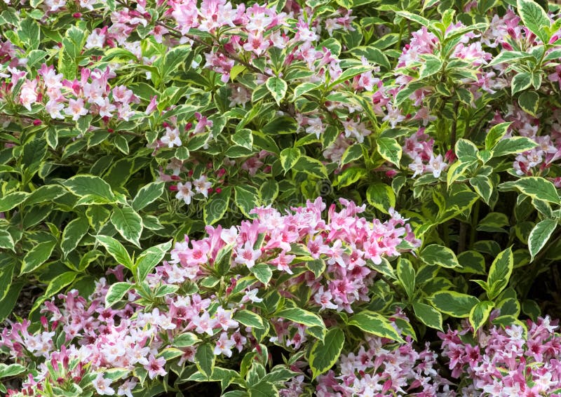Variegated Weigela Bush Blooming Splendidly Stock Photo - Image of ...