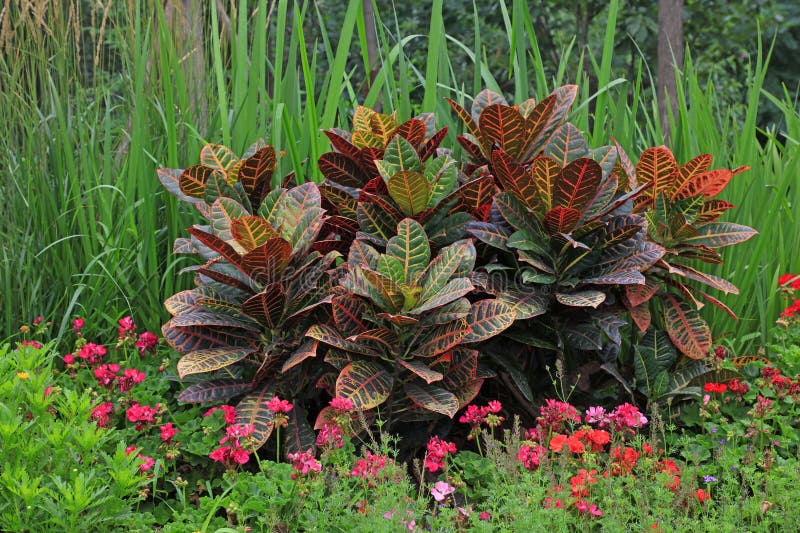 Variegated Wood in the Garden Stock Photo - Image of wild, trees: 385856572