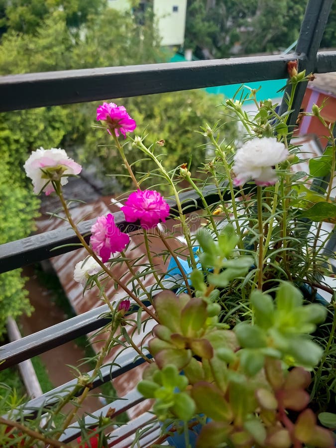 Varies Color of Moss Rose Flower in Tab Stock Photo - Image of colours ...