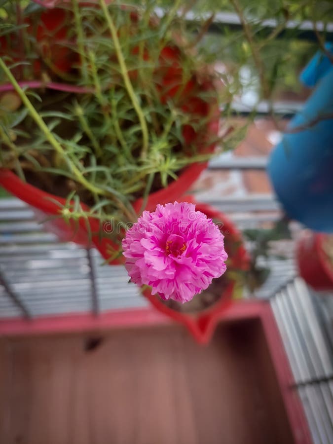 Varies Color of Moss Rose Flower in Tab Stock Image - Image of hill ...