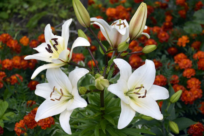 Varietal White Lily. Beautifully Flowering Garden Shrubs in Summer ... Varietal White Lily. Beautifully Flowering Garden Shrubs in Summer ...