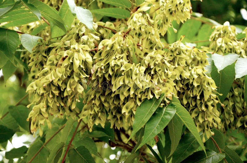 Variety of Acacia stock image. Image of seeds, greens - 101200401