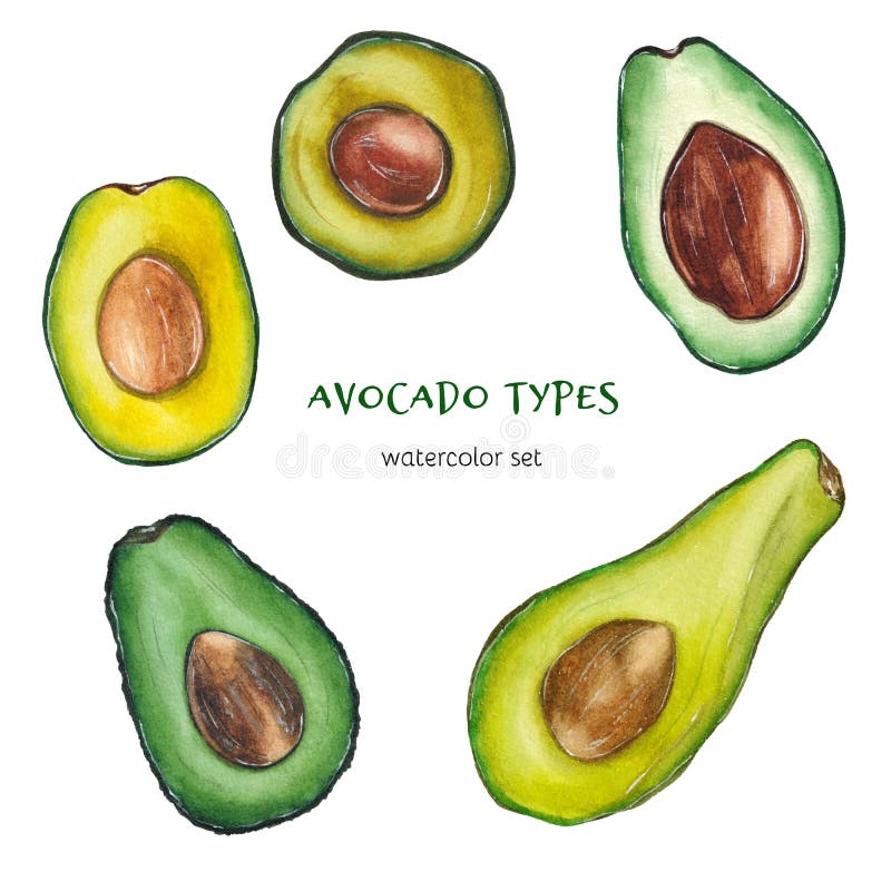 A variety of avocado types stock vector. Illustration of meal - 207874302