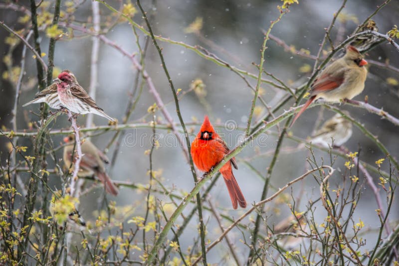 A Variety of Birds Perch in a Rose Bush. Stock Photo - Image of ...