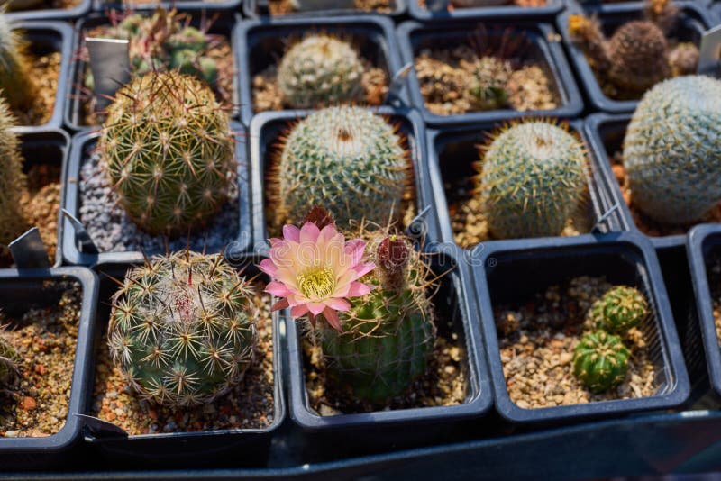 A Variety of Beautiful Cacti Stock Photo - Image of macro, cactus ...