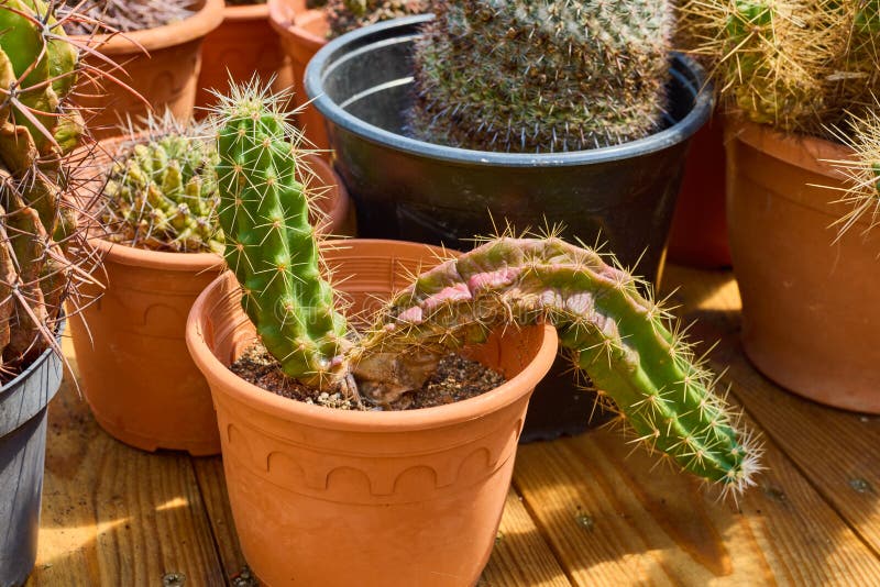 A Variety of Beautiful Cacti Stock Image - Image of garden, closeup ...