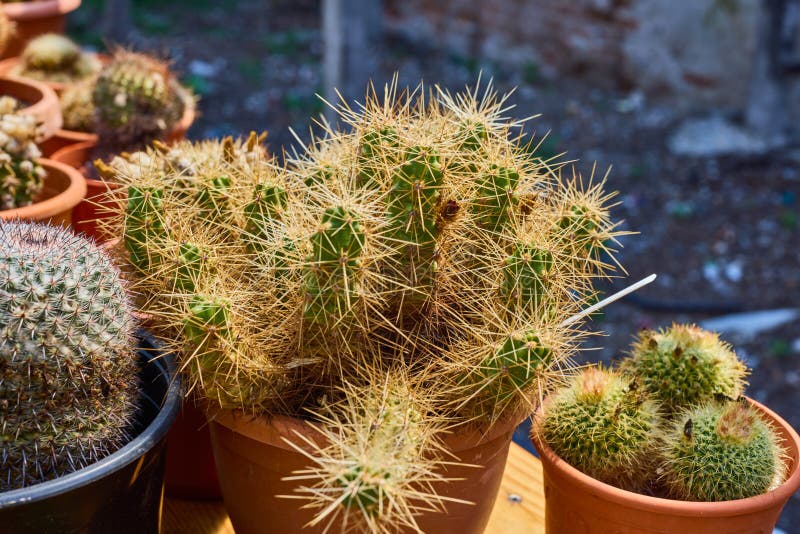 A Variety of Beautiful Cacti Stock Photo - Image of closeup, beautiful ...