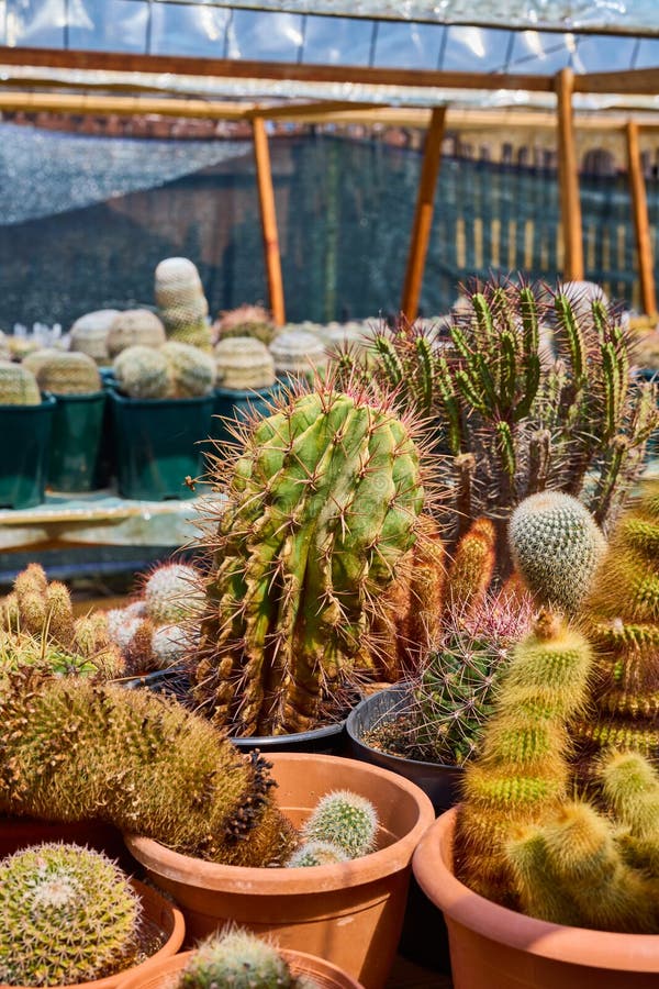 A Variety of Beautiful Cacti Stock Image - Image of growth, macro ...