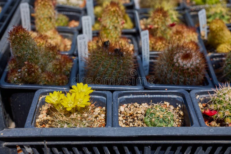 A Variety of Beautiful Cacti Stock Image - Image of landscape ...