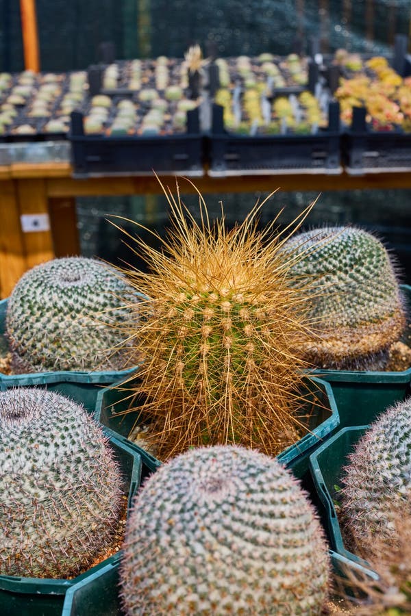 A Variety of Beautiful Cacti Stock Image - Image of landscape, closeup ...
