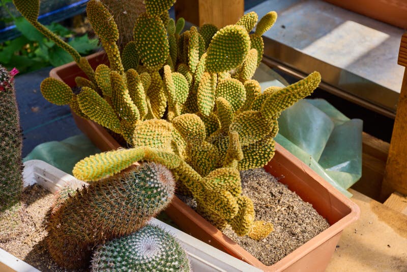 A Variety of Beautiful Cacti Stock Image - Image of plant, landscape ...