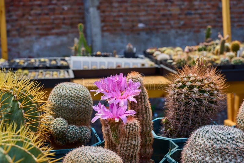 A Variety of Beautiful Cacti Stock Image - Image of exotic, design ...