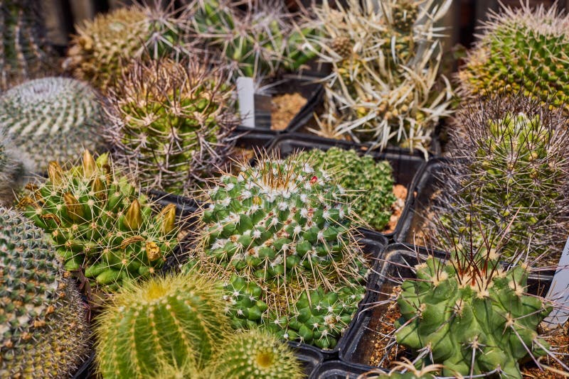A Variety of Beautiful Cacti Stock Photo - Image of organic, macro ...