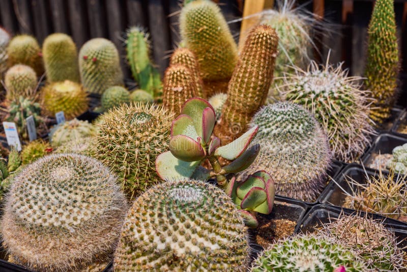 A Variety of Beautiful Cacti Stock Image - Image of background, flower ...