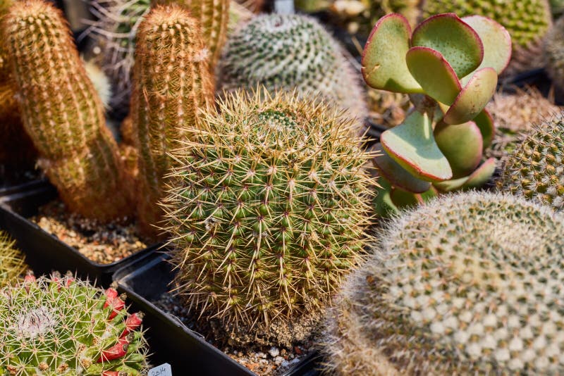 A Variety of Beautiful Cacti Stock Image - Image of design, macro ...