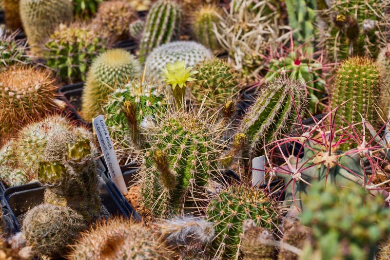 A Variety of Beautiful Cacti Stock Photo - Image of hobby, garden ...