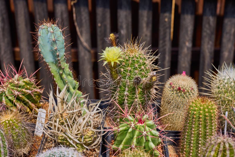 A Variety of Beautiful Cacti Stock Image - Image of hobby, flora: 224104649