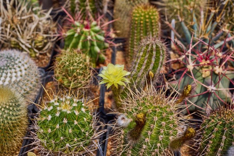 A Variety of Beautiful Cacti Stock Image - Image of macro, desert ...